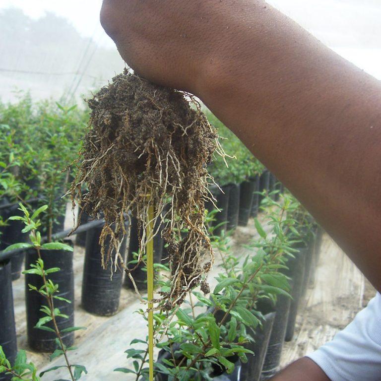 ÁREA AGRICOLA – Productos Biológicos del Sur SAC